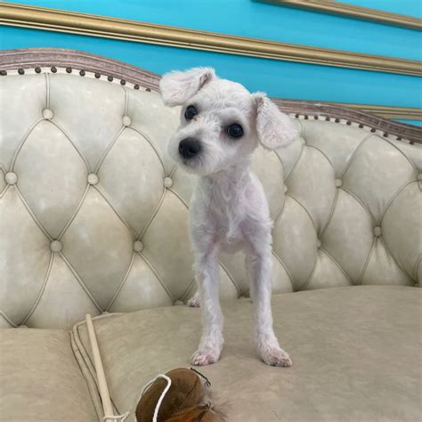 수원 2022 0136 비숑프리제 보리 책임분양 말티푸성격 단모치와와분양 아기강아지 수원고양이무료분양 시바견분양가 아비시니안고양이 말티즈수명 부천강아지분양 강아지배변