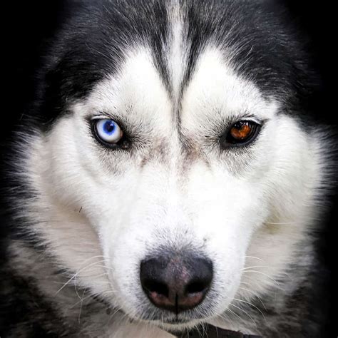 Siberian Husky Dogs