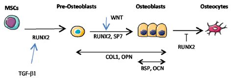 Osteoblastic Differentiation From Mesenchymal Stem Stromal Cells MSCs