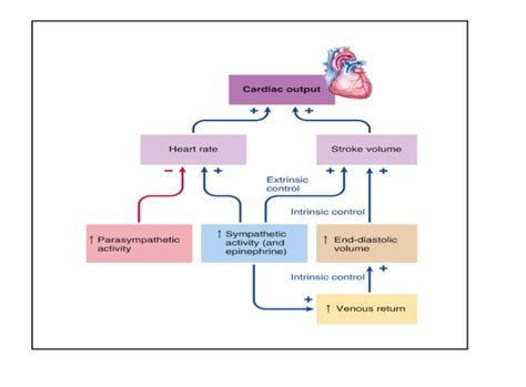 Help With This Cardiac Output Diagram Biology
