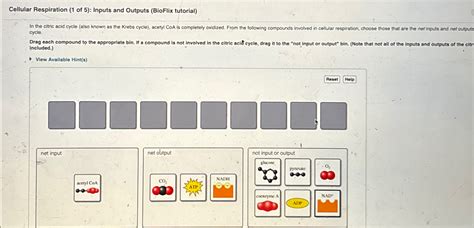 Solved Cellular Respiration 1 ﻿of 5 Inputs And Outputs