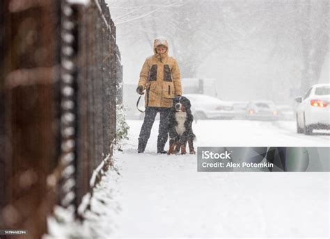 개 산책 노란 겨울 재킷을 입은 여성이 눈 덮인 날씨에 울타리 근처 거리에서 베른 산 개와 함께 서 있습니다 눈 냉동상태의 물에 대한 스톡 사진 및 기타 이미지 Istock