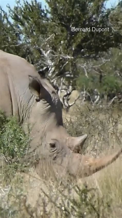 Reviving Extinct Animals Should We Do It Rbiology