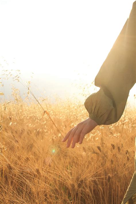 집 밖의 갈색 경치 계절 계절성 고요한 곡물 농업 농촌의 들판 따뜻한 음색 만지는 만지다 밀 밀밭 밝은 보리 손 수직 쐈어 수평선 수확