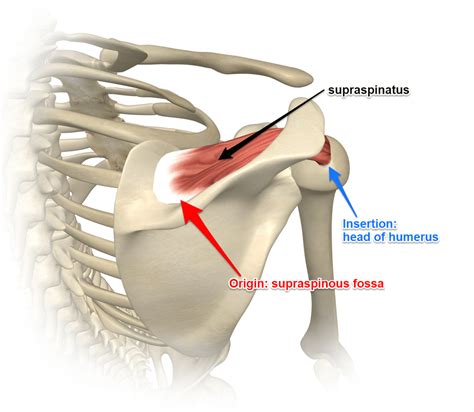 The Supraspinatus Is The Most Neurokinetic Therapy
