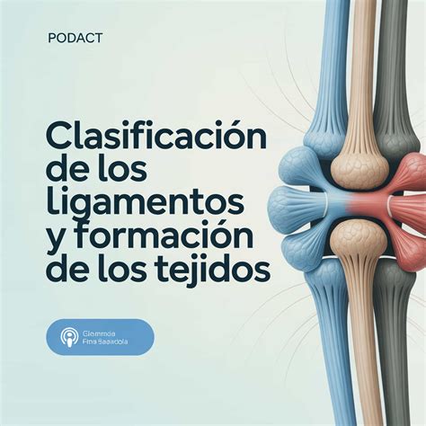 Clasificacion De Los Ligamentos Y Formacion De Los Tejidos Jellypod