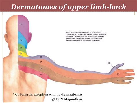 Dermatomes Of Upper Limb Drnmugunthanms