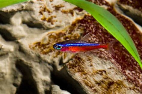 Cardinal Tetra Complete Care And Species Guide Fishkeeping World