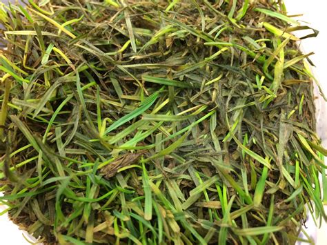 Fungi Thriving In Wet Conditions K State Turf And Landscape Blog