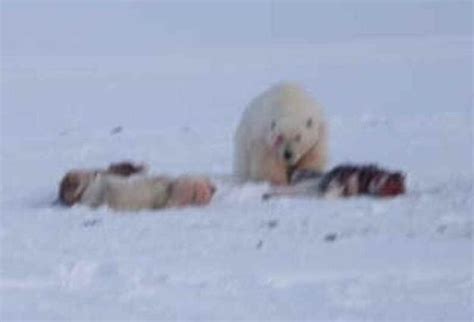 시베리아 호랑이 성체 Vs 북극곰 성체 인스티즈 Instiz 이슈 카테고리