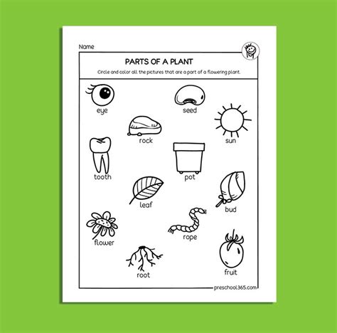 Parts Of A Leaf Worksheet For Kindergarten