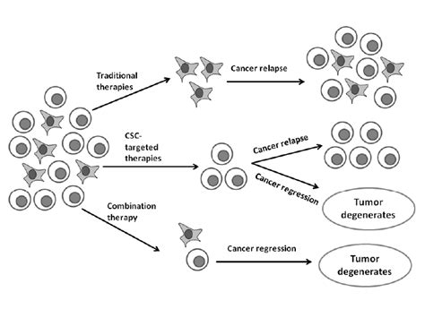 Chemoresistance In Breast Cancer Stem Ce Biomedical Research