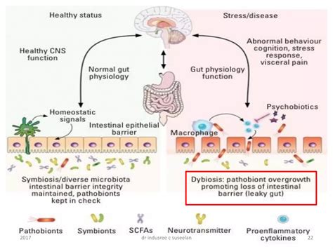 Enteric Nervous System Pdf