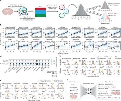 Spatial Transcriptomic Clocks Reveal Cell Proximity Effects In Brain