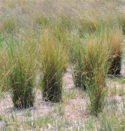Aristida Junciformis Trin And Rupr Plants Of The World Online Kew