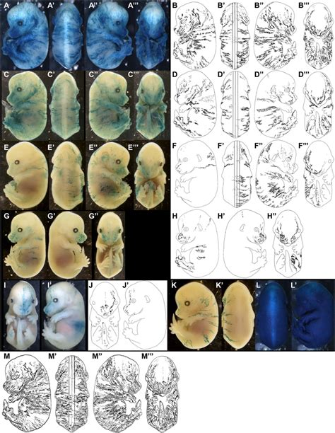 Ancestral And Founder Cells Of The Surface Ectoderm Examples Of Clones