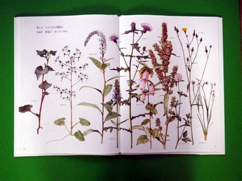 野の草花 キンダーブック林林 大阪の絵本と児童書店・製本製作