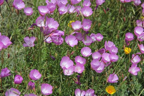 Clarkia Bottae Punchbowl Godetia Larner Seeds
