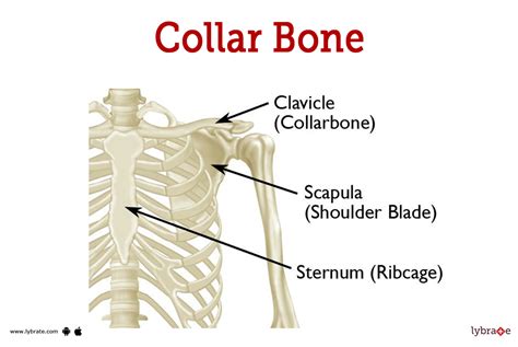 Collar Bone Human Anatomy Image Function Diseases And Treatments