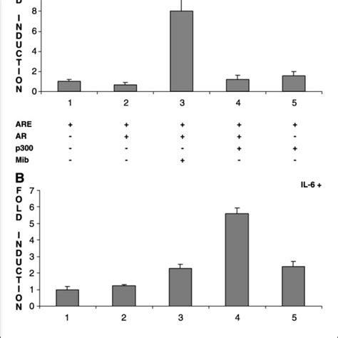 P300 Induces Activation Of The Androgen Response Element Promoter In