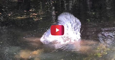 Gator Vs Python Battle Interrupts Florida Mans Bike Ride Alt Driver