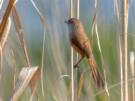 Rare Bird Jerdons Babbler Spotted In Dudhwa Reserve Bird Alliance