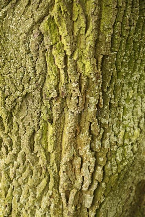 Tree Trunk Texture Macro Shot Stock Image Image Of Detail Rugged