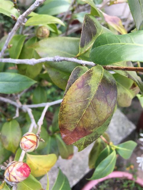 茶花葉子發黑發黃 農業知識入口網