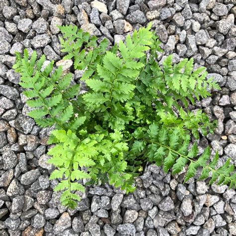 Polystichum Setiferum Proliferum Wollastonii Soft Shield Fern 35