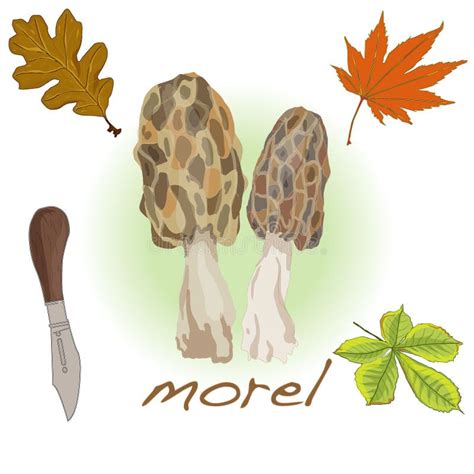 Morel Yellow Morel True Morel And Sponge Morel Edible Mushrooms