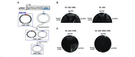 Functional Complementation Of Yeast Ctp Synthase Double Mutant By