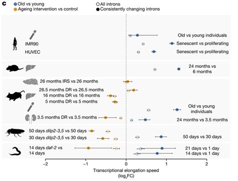 《自然》新发表 延缓rna聚合酶ii速度：揭示了延长生命周期的秘密 知乎
