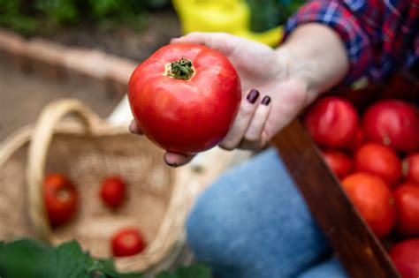 오렌지 머리를 가진 젊은 여성이 갓 뽑은 토마토를 바구니에 담고 폴리 터널에서 토마토를 재배합니다 유기농 토마토 제품 수제 건강 식품 30 34세에 대한 스톡 사진 및 기타
