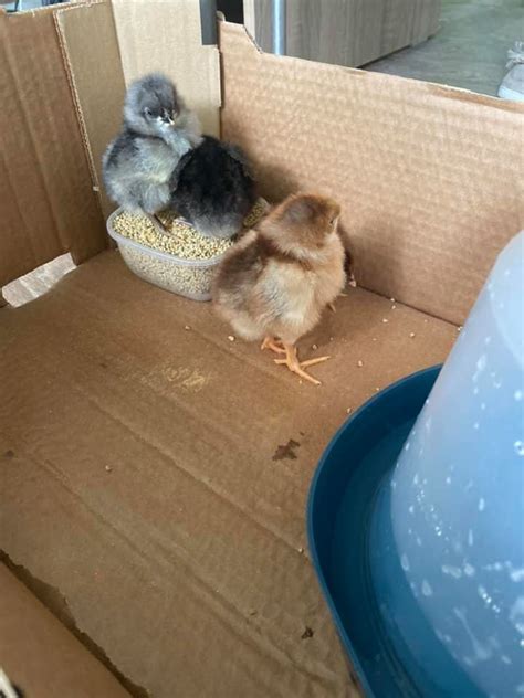 🐣🐥🐣Имаме си нови Зара Био Микс Фуражи Геби Стара Загора