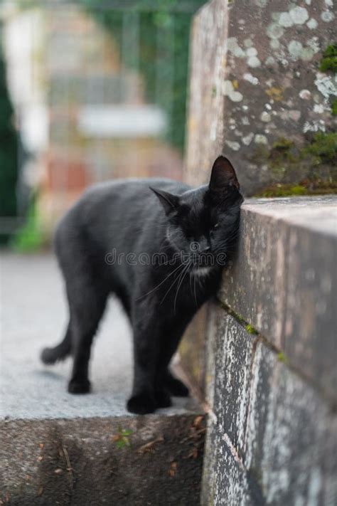 Black Cat Rubbing Cuddling And Scratching Its Face Against A Stone Corner Stock Image Image Of
