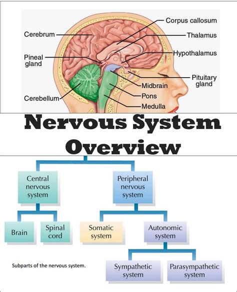 Brain Nervous System Diagram Nervous System Brain 3d Central