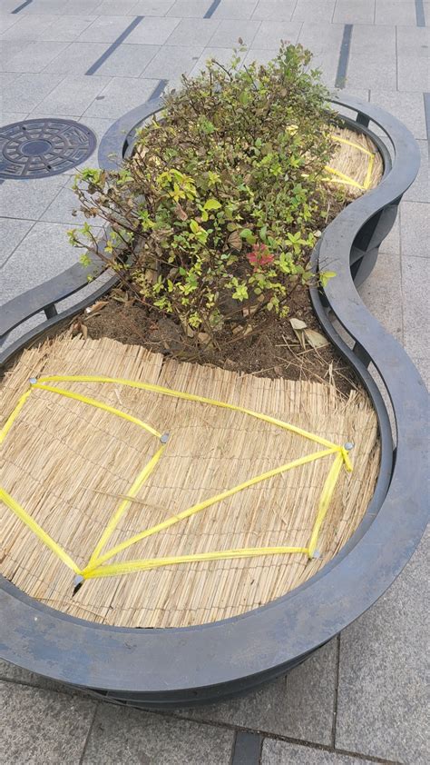 한파주의보 식물냉해 예방 식물이 이상해요