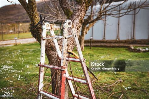 금속 사다리 서 정원에서 가지 치기 나무를 착수 사다리에 매달려 손 전기 톱 나무 밑에 누워 있는 마른 나뭇가지를 자르고 봄에 나무를 다듬다 0명에 대한 스톡 사진 및 기타