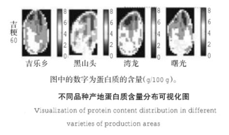 Visualization Of Protein Content In Rice Based On Hyperspectral Imaging