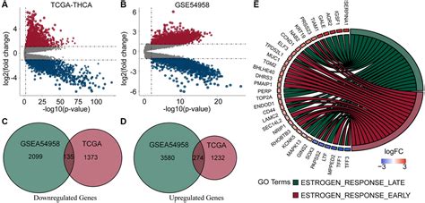 Identification And Validation Of Eight Estrogen Related Genes For Predicting Prognosis Of