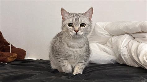 Vlog 고양이 일주일 브이로그 아침 7시에 자는 새벽 일상 택배 언박싱 New 피규어 사냥놀이 Youtube