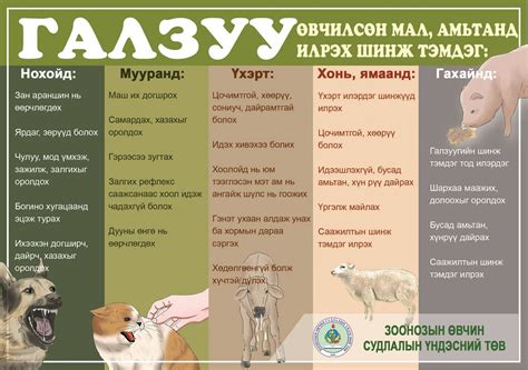 Галзуу өвчтэй амьтанд хазуулахаас сэргийлээрэй