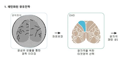 빔프로젝터 쏴 뇌 연결지도 만든다뇌 회로 추출 새 방법 제시
