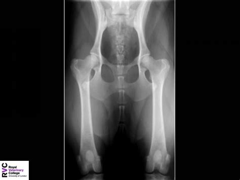 Canine Pelvis Radiographical Anatomy Resources I And Ii Wikivet English