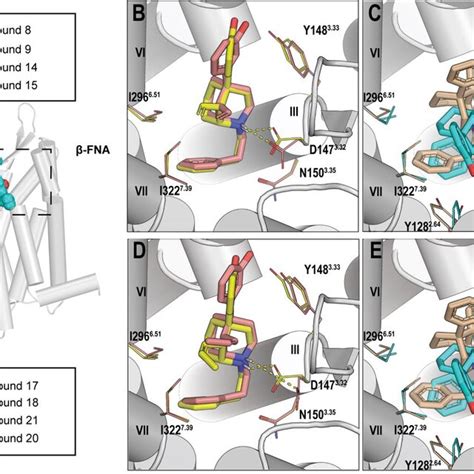 Mor Radioligand Binding Assay Ki Nm And Mor [ 35 S]gtpgs Functional