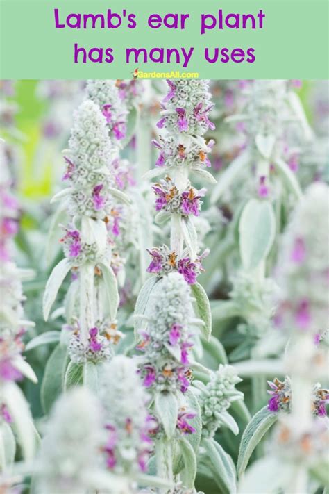 What To Plant With Lambs Ear Companion Plants For A Thriving Garden