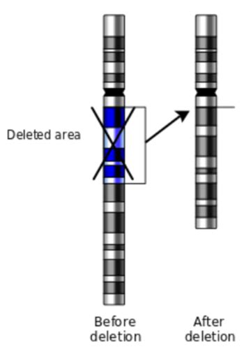 Week 5 Topic 1 Mutation Types Flashcards Quizlet