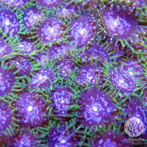 Purple Monster Zoanthid