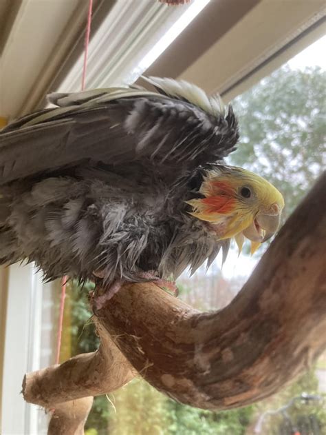Christmas Bath Rcockatiel