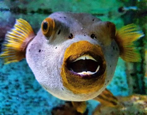35 Funny Fish Pictures Thatll Have You Bubbling With Laughter